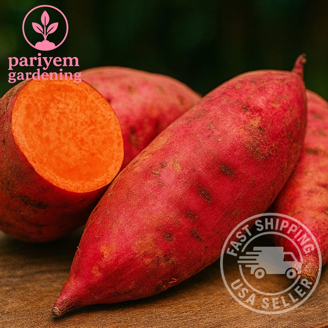 Red Garnet Sweet Potato Slips – 6 Live Slips | Orange Flesh Sweet ...