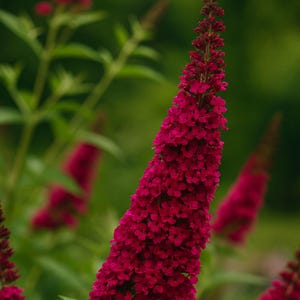 Sangria Red Butterfly Bush – Live Plant, Summer Pollinator Garden (4 ...