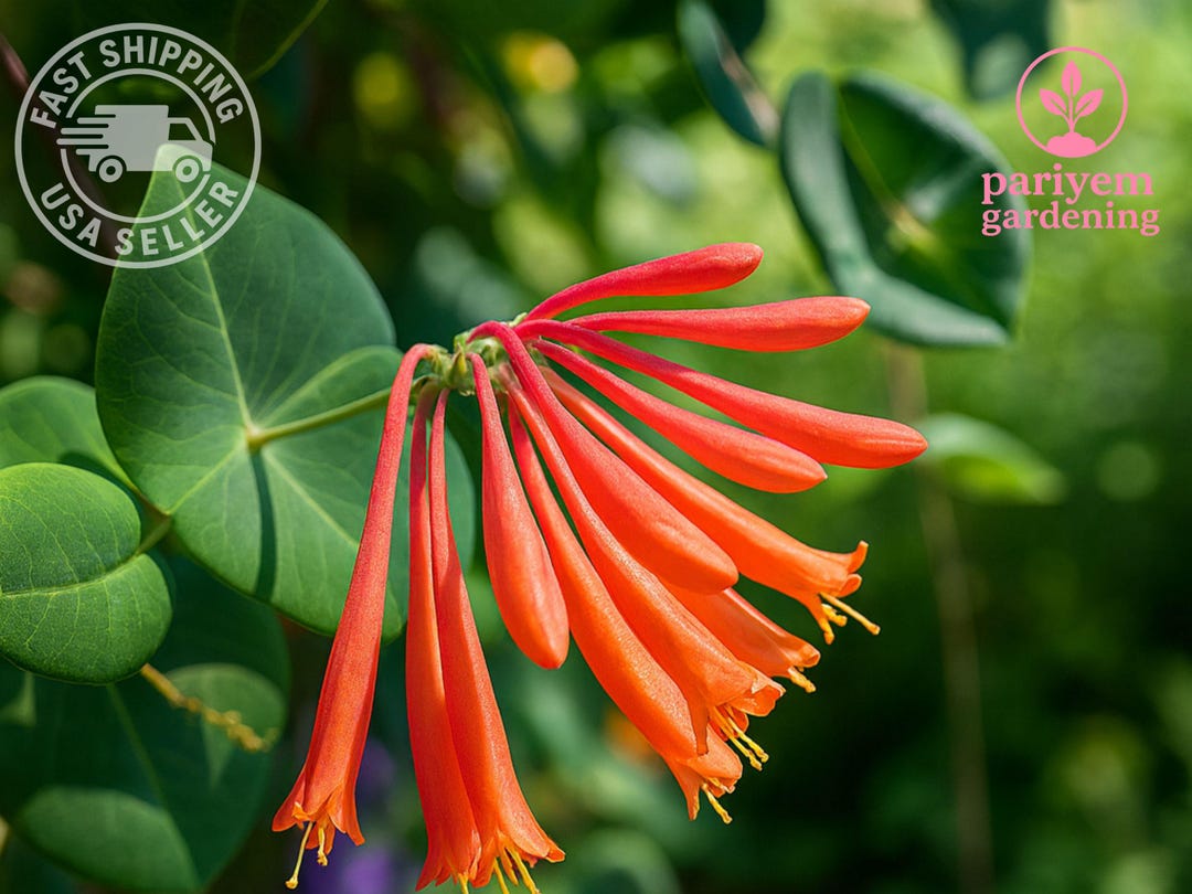 Major Wheeler Honeysuckle – Red Flowering Vine 2.5" Pot | Fragrant ...