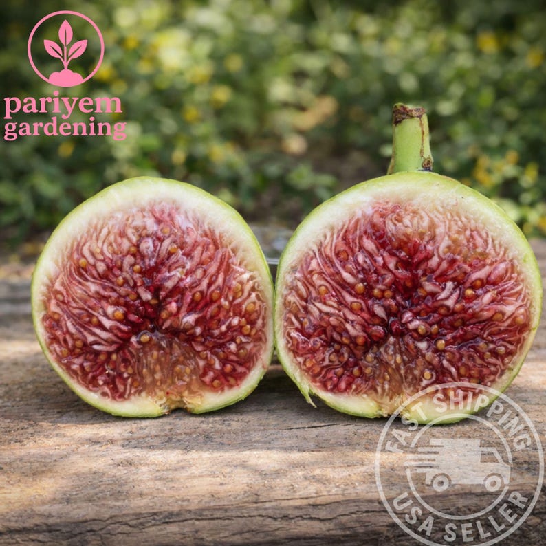 White Adriatic Fig Cuttings – 5 Unrooted Cuttings – Heirloom Ficus ...