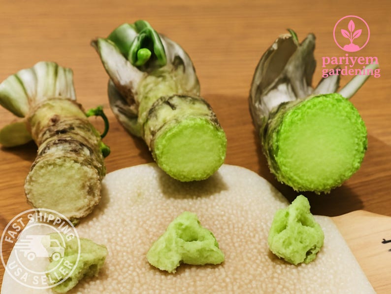 Japanese Wasabi Root Seeds – 5 Seeds Wasabia Japonica | Rare Vegetable ...