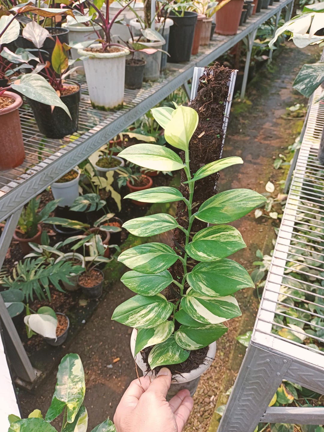 Variegated Scindapsus Rubicon Live Plant Rare Tropical Houseplant ...