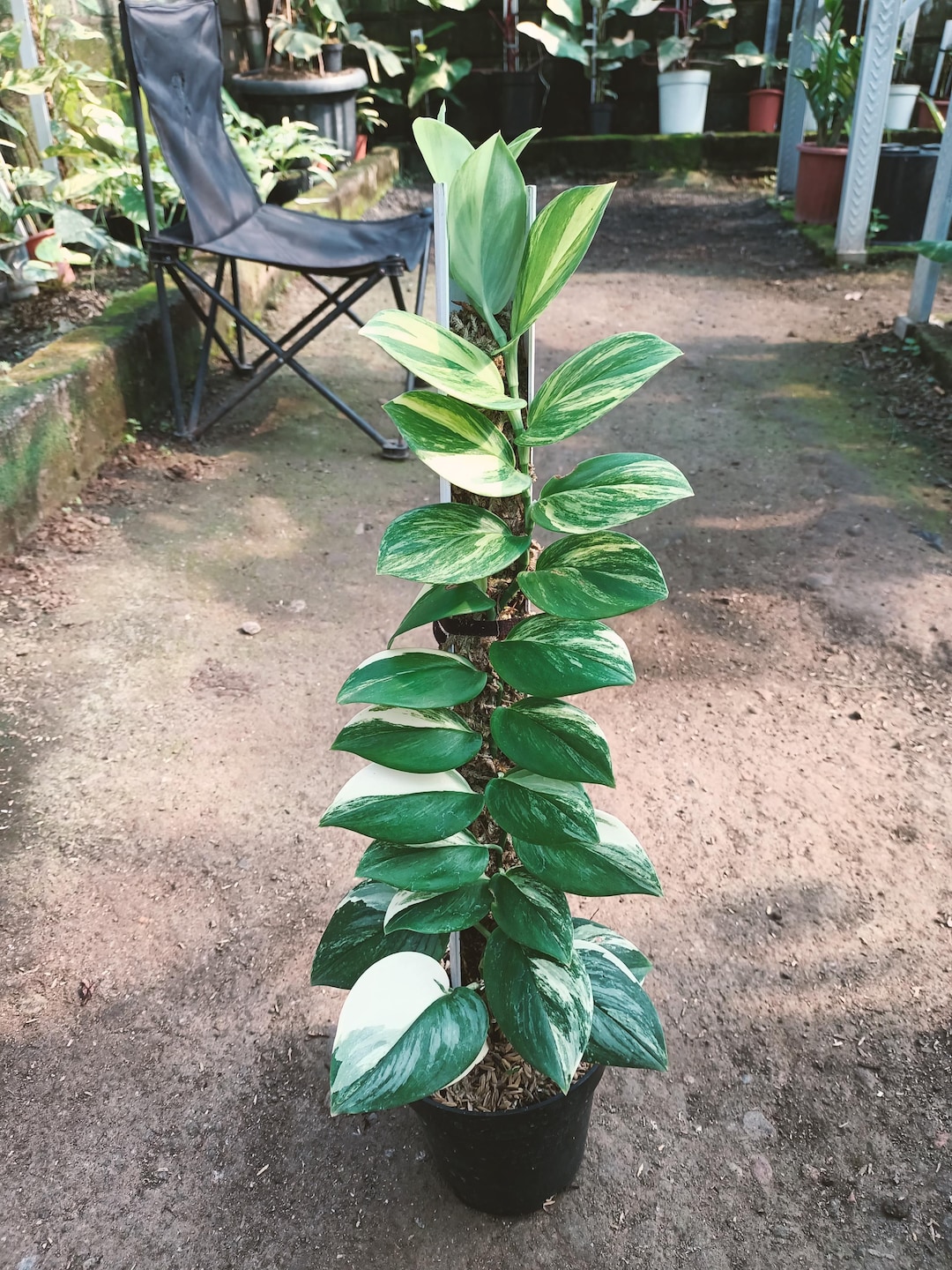 Variegated Scindapsus Rubicon Rare Tropical Foliage Plant - Etsy