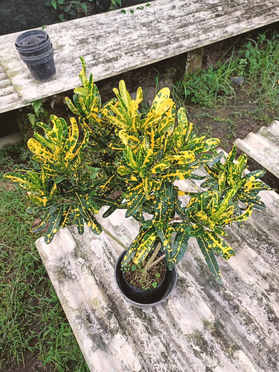Codiaeum Yellow Chili Super Color Houseplant Succulent - Etsy