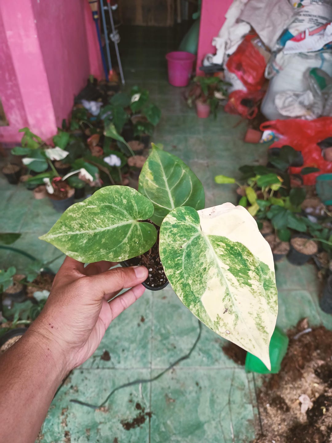 Anthurium Dressleri Varigated Real Picture Hybrid House Plant Succulent ...