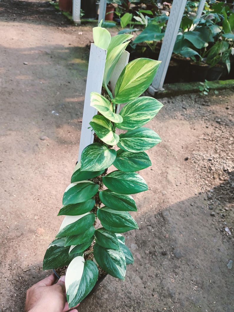 Variegated Scindapsus Rubicon Rare Tropical Foliage Plant - Etsy Canada