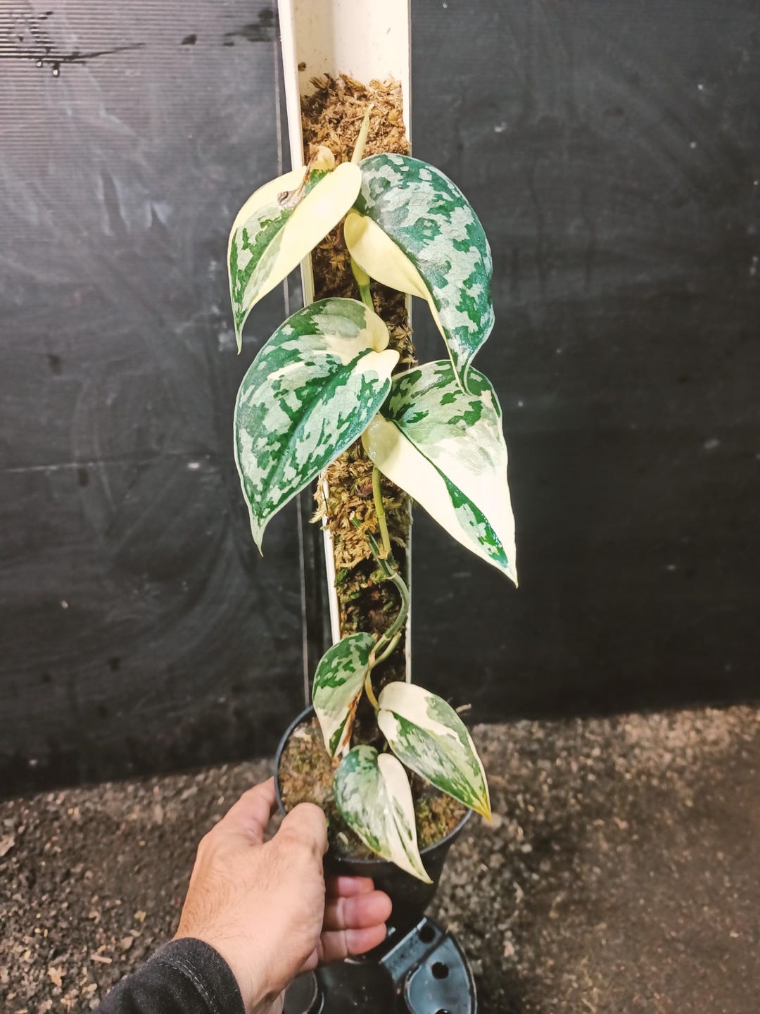 Scindapsus Mayari Variegated Real Picture Succulent - Etsy