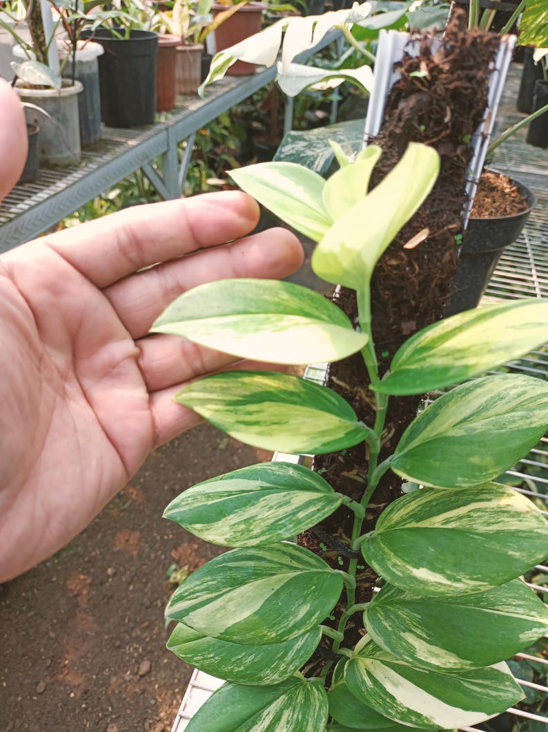 Variegated Scindapsus Rubicon Live Plant Rare Tropical Houseplant ...