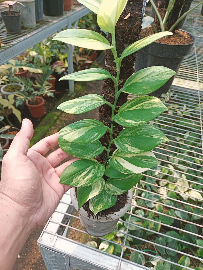 Variegated Scindapsus Rubicon Live Plant Rare Tropical Houseplant ...
