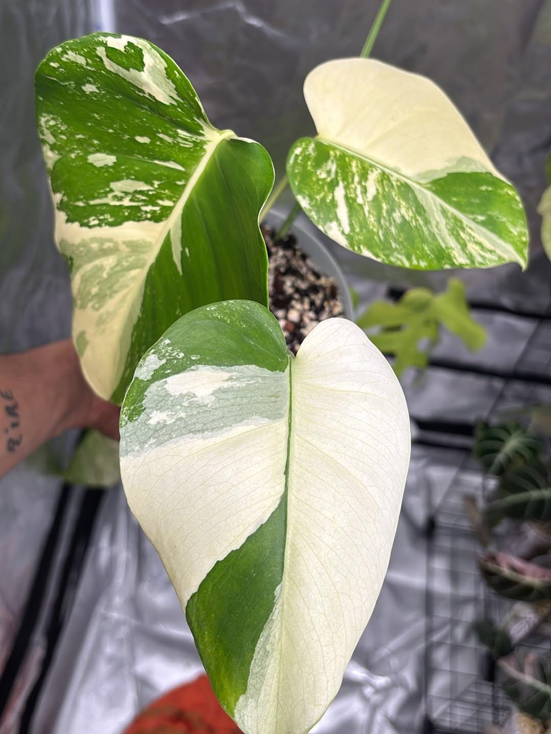 Monstera Albo White Tiger Variegated Rare Real Picture Unique Plant ...
