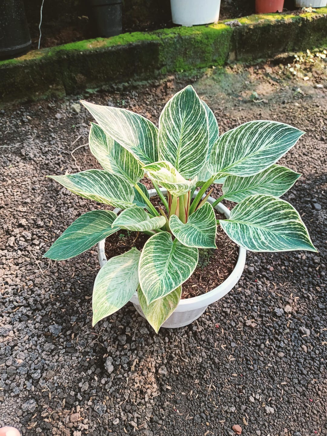 Philodendron Birkin Mutation Variegated Plant Rare Tropical Foliage ...