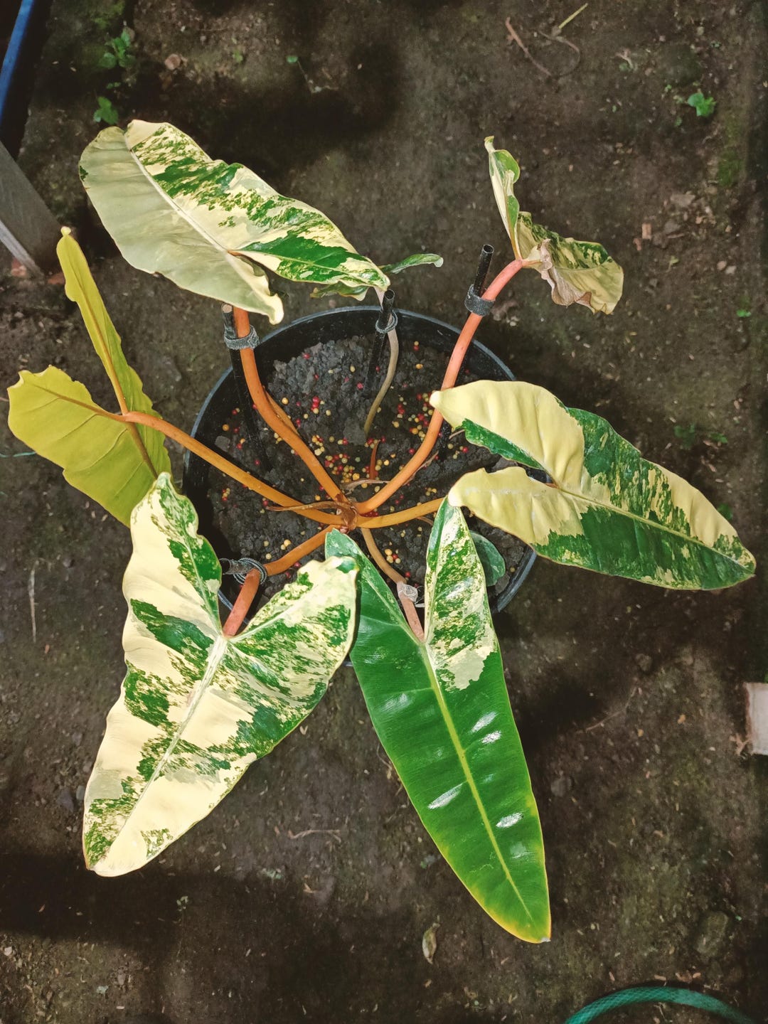Philodendron Billietiae Variegated Real Picture Unique Plant Succulent ...