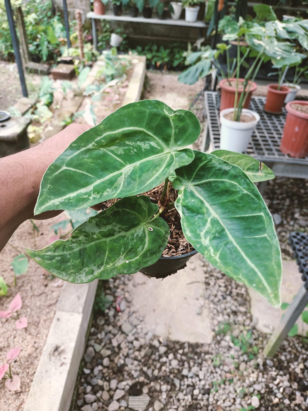 Anthurium Papillilaminum X Forgetti Mutation Variegated Hybrid Beauty ...