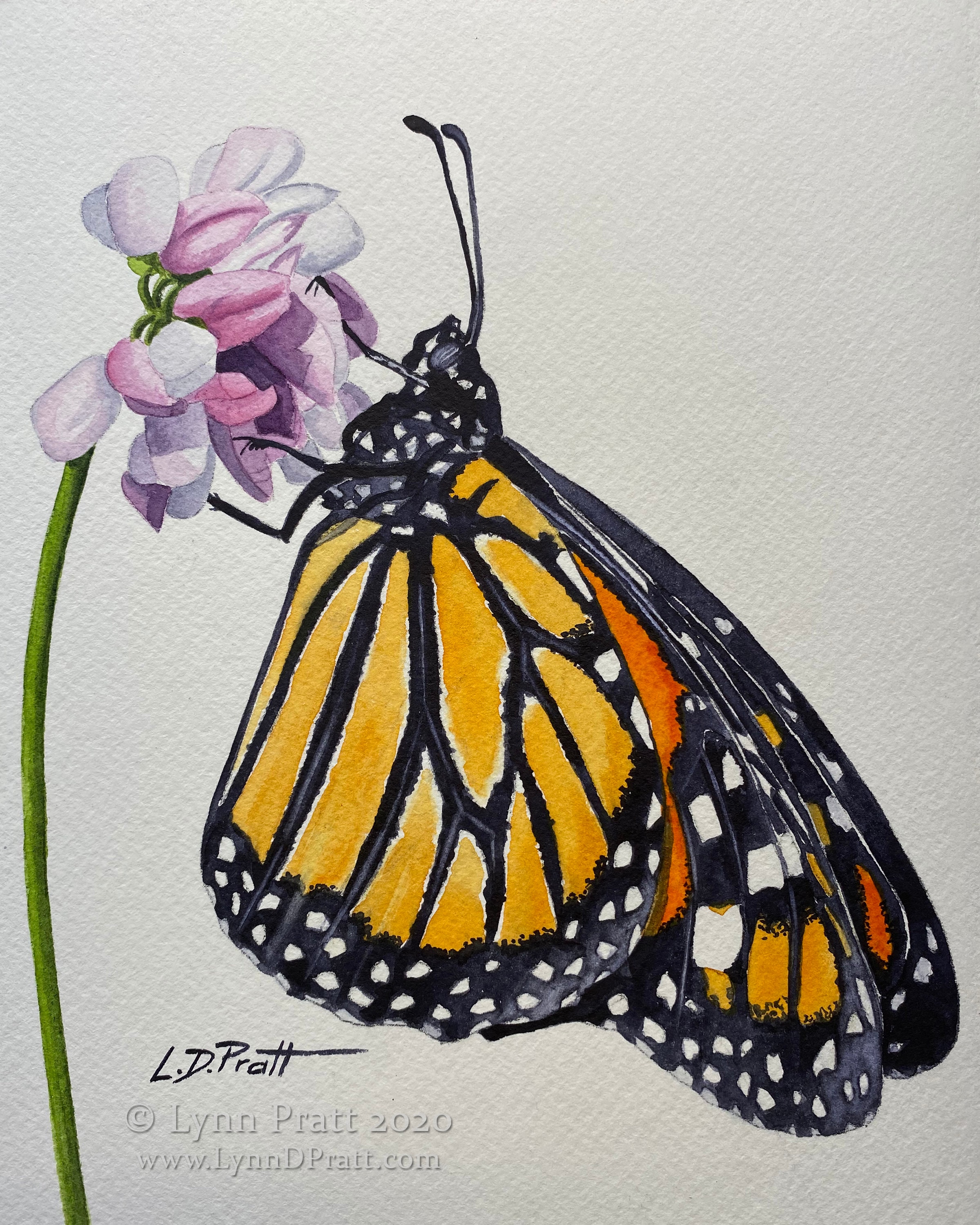 Monarch Butterfly Original Watercolor Painting - Etsy