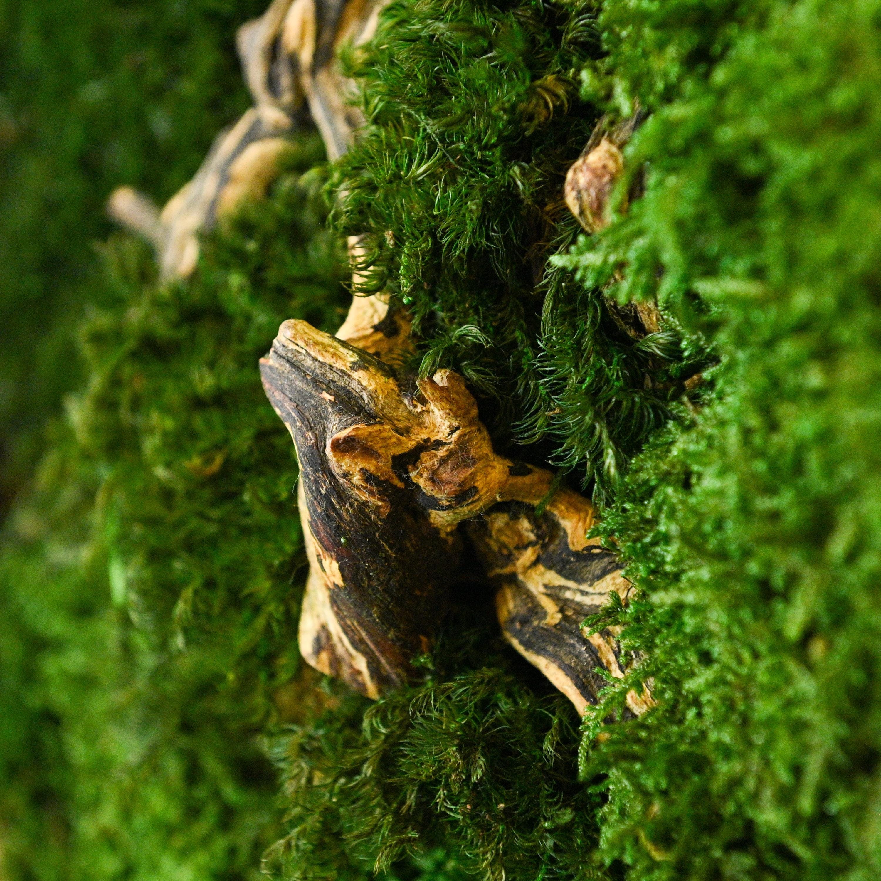 Ivy Tree and Living Stabilized Preserved Moss, Wood Frame, Natural Tree ...
