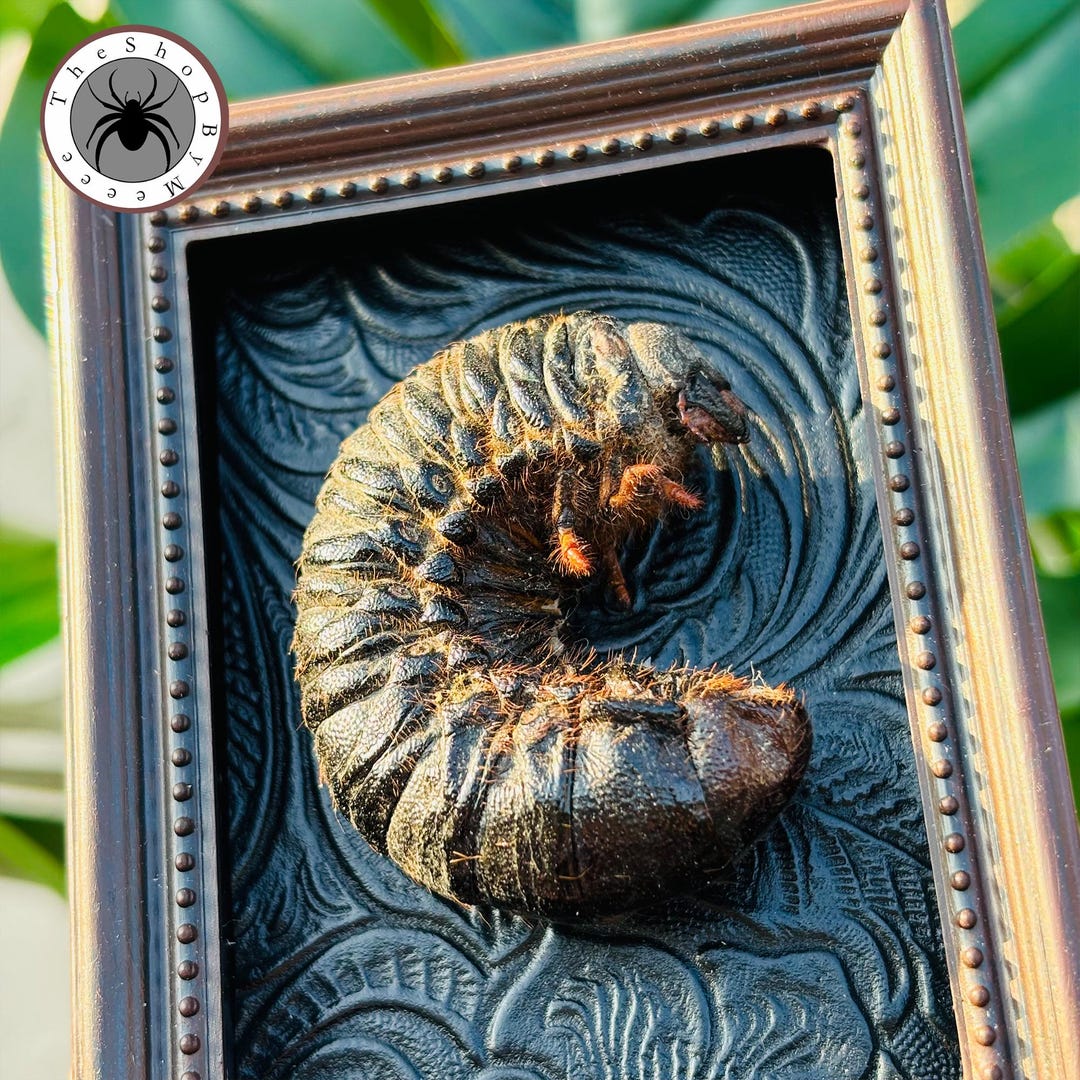 Rhinoceros Beetle Larva Display 3D Insect Magnet Realistic Bug Art ...