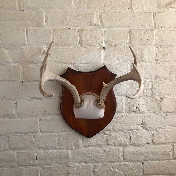 Mounted Deer Antlers - Etsy