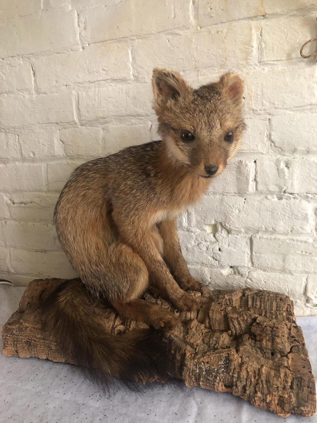 Vintage Taxidermy Mounted Fox - Etsy
