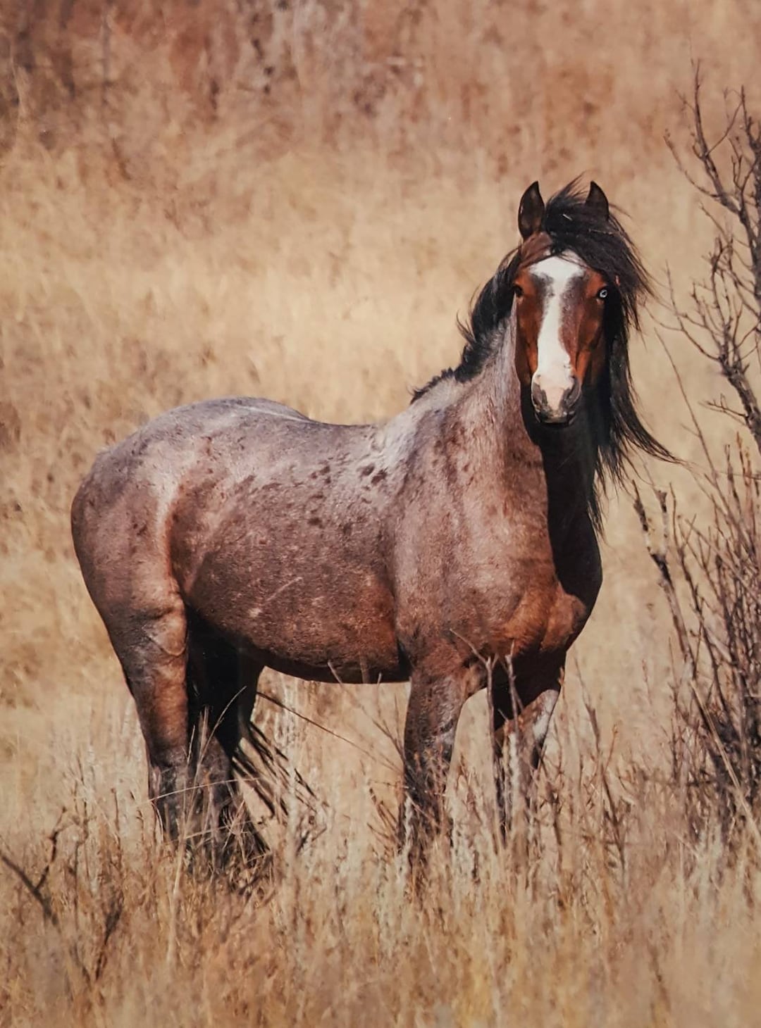 Red Roan Horse//red Roan Stallion//blaze//red Roan With Blaze//north ...