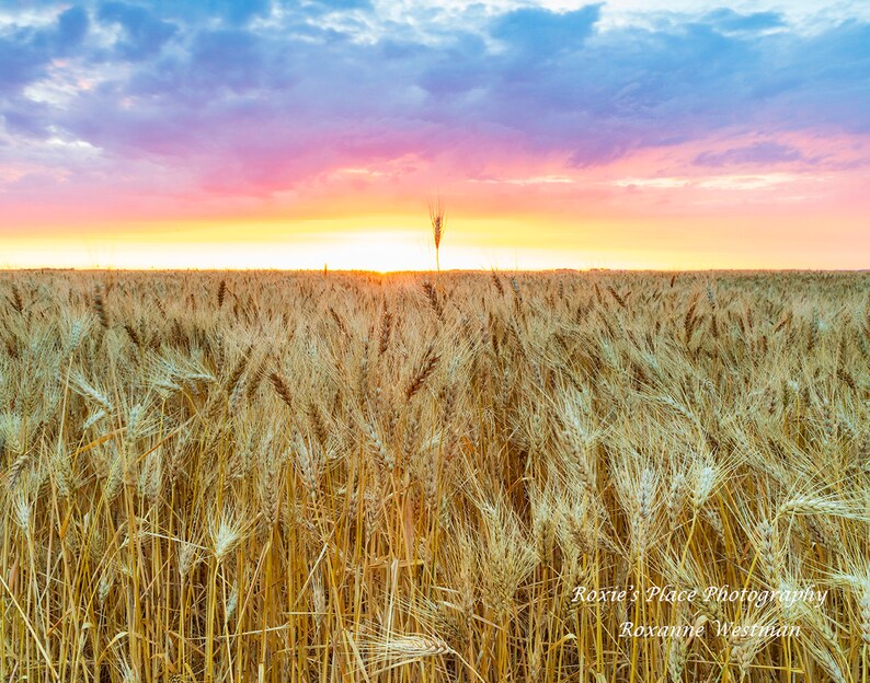 Pink Sunrise in the Wheat Field - North Dakota Landscape Photography ...