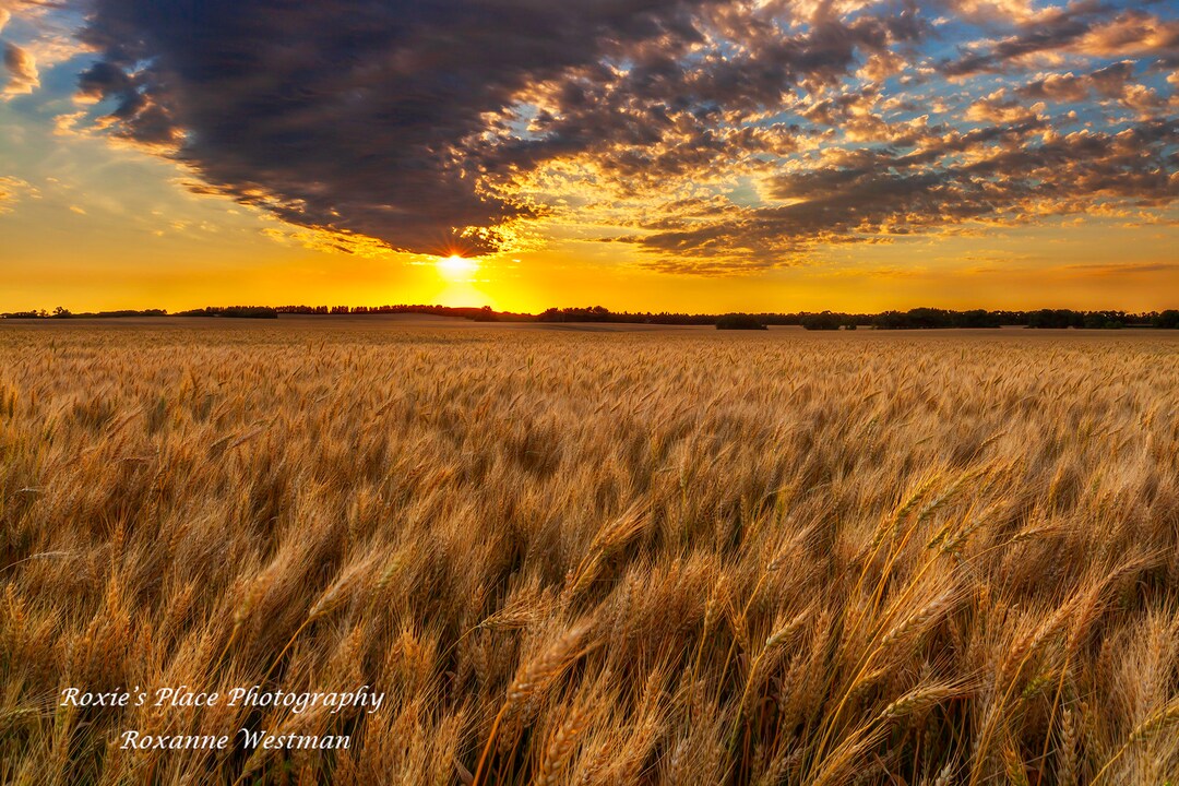 North Dakota Wheat Field Sunset Landscape Photography Print - Etsy