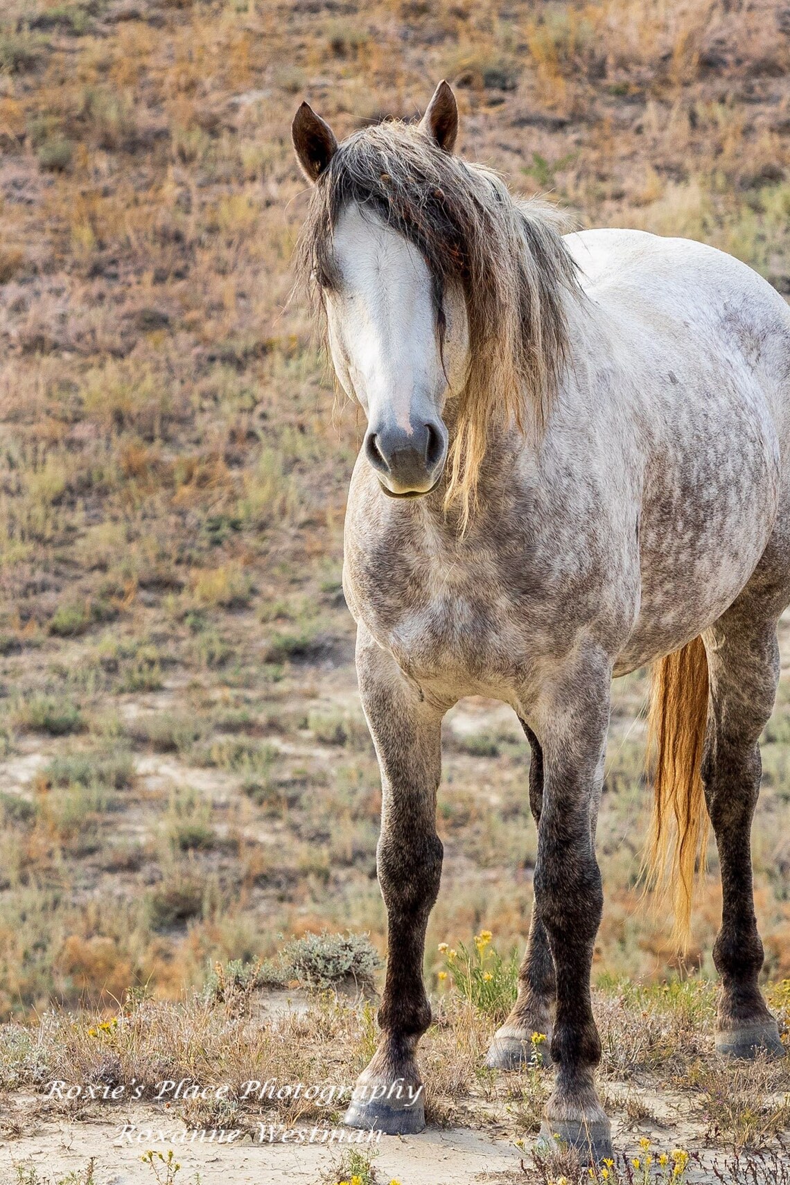 Wild Stallion Horses//wild Horse Photography - Etsy