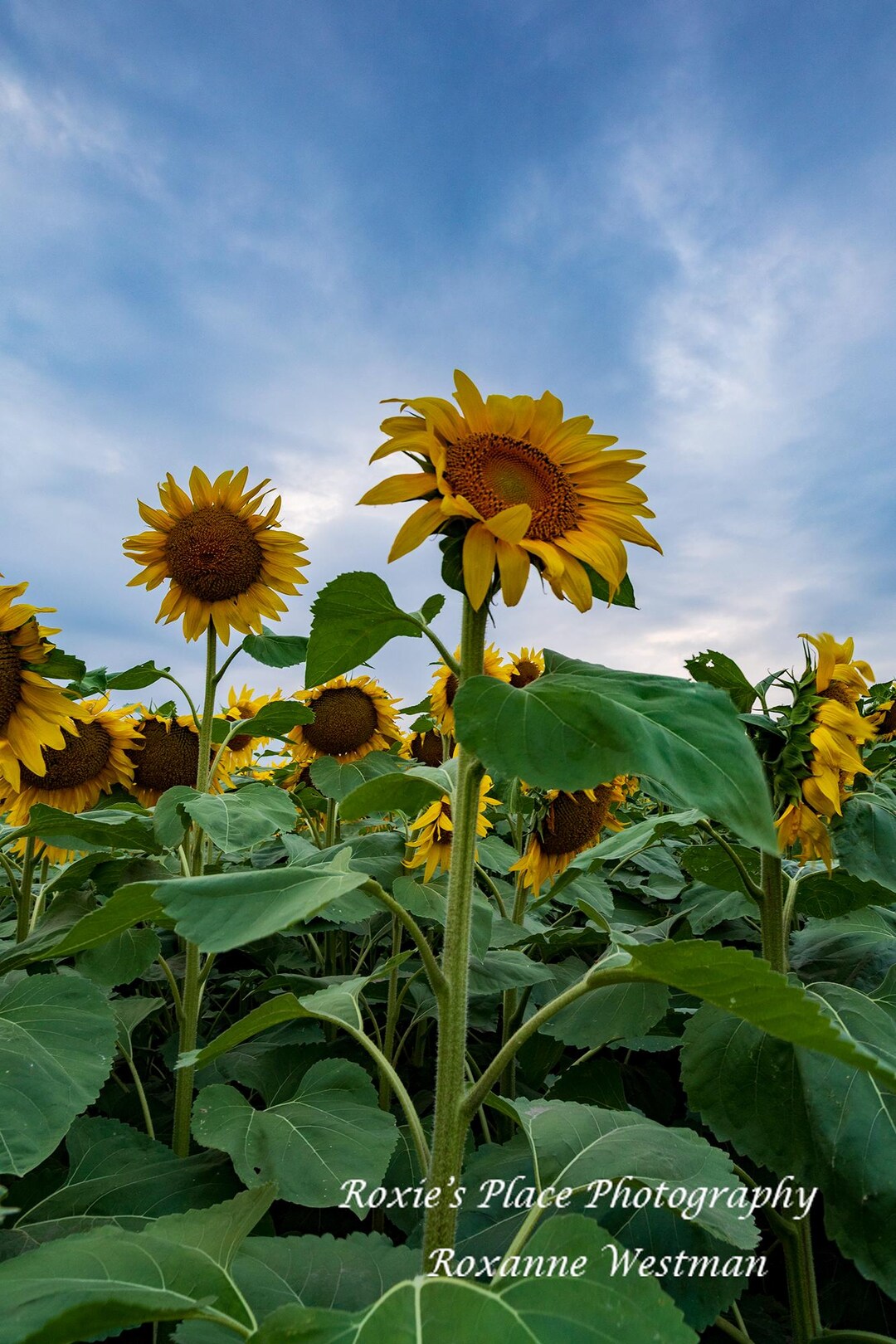 Sunflowers Blooming Print: Landscape Photography - Etsy