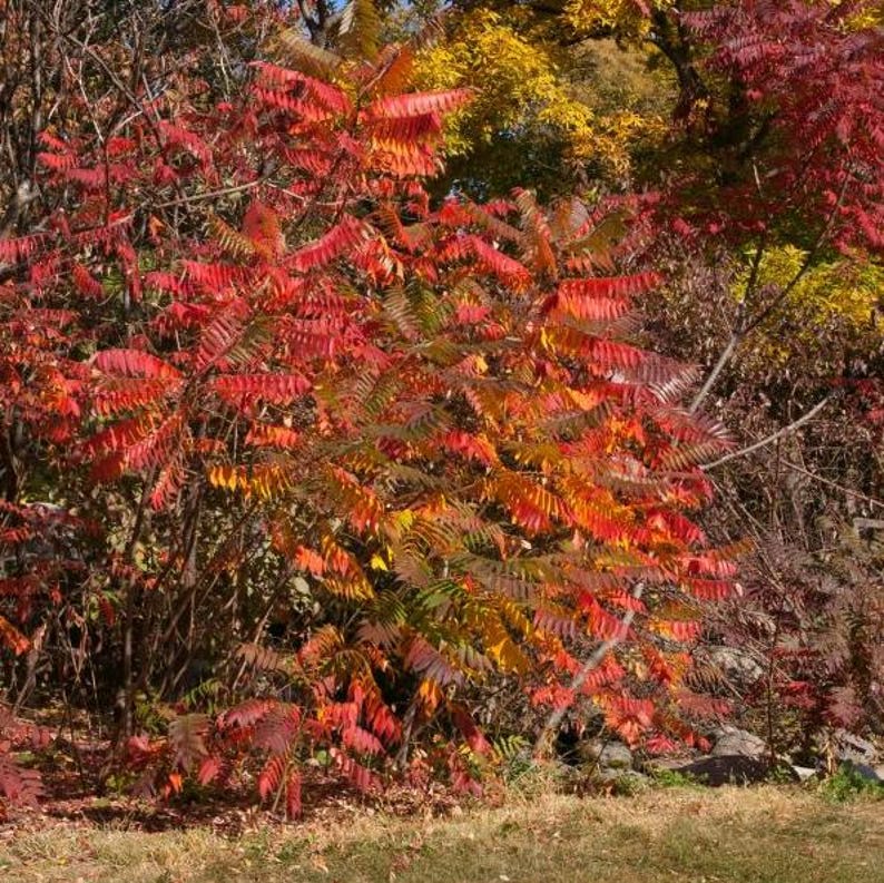 Set of 2 Smooth Sumac Bare Root Trees Live Plants Bare Roots Dormant ...