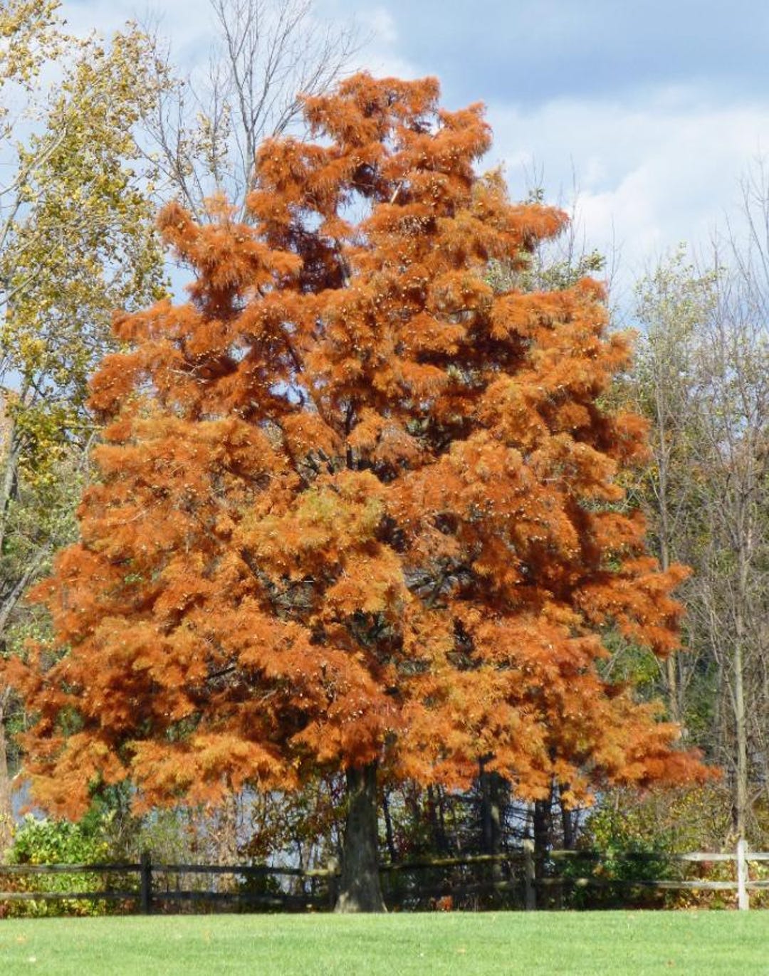 5 Bald Cypress Trees Live Plants Bare Roots Dormant, Taxodium Distichum ...