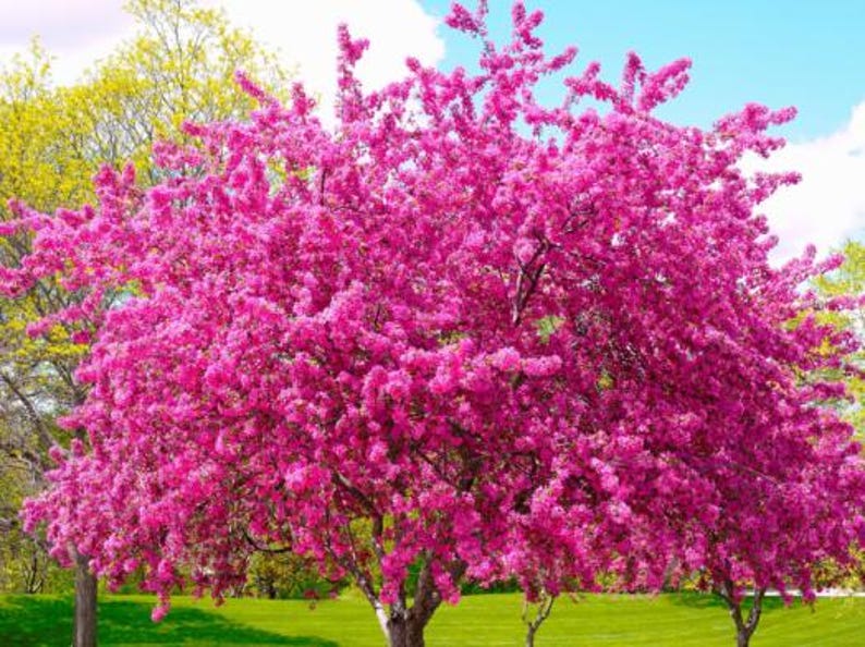 Set 5 Redbud Native Tree Seedling Bare Roots for Planting, 1 to 2 Ft ...