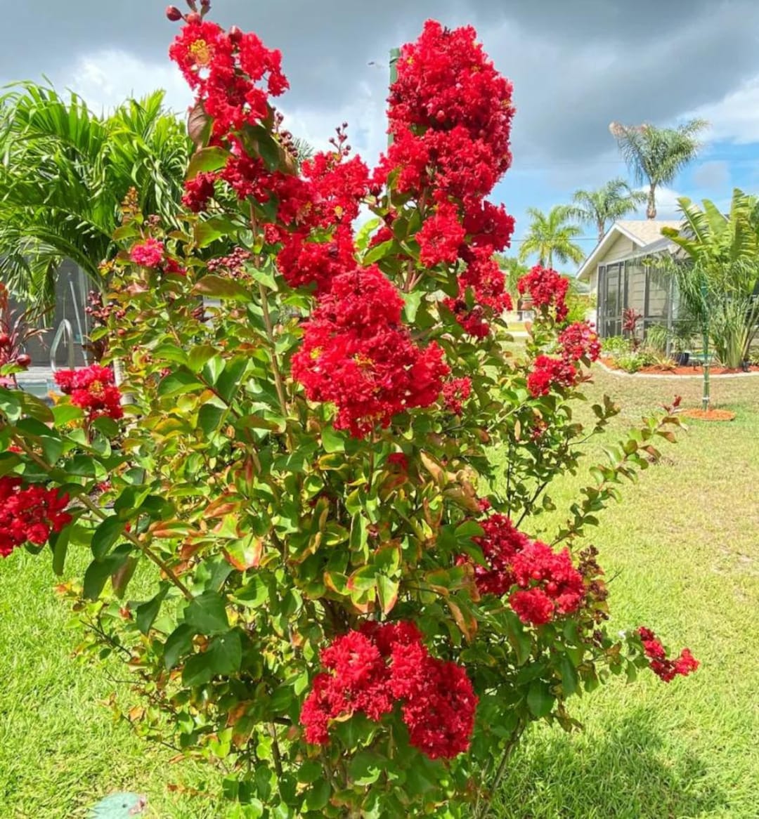 Red Crape Myrtle Tree Live Plants for Growing, in Quart Pot, 6-12 Inch ...