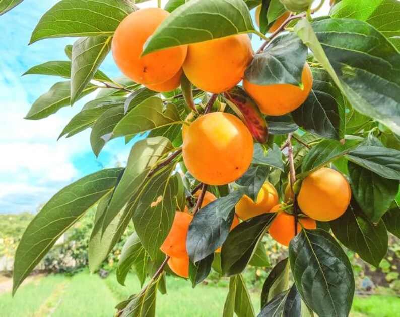 Set 2 American Persimmon Tree Seedling Bare Roots and No Leaves for ...