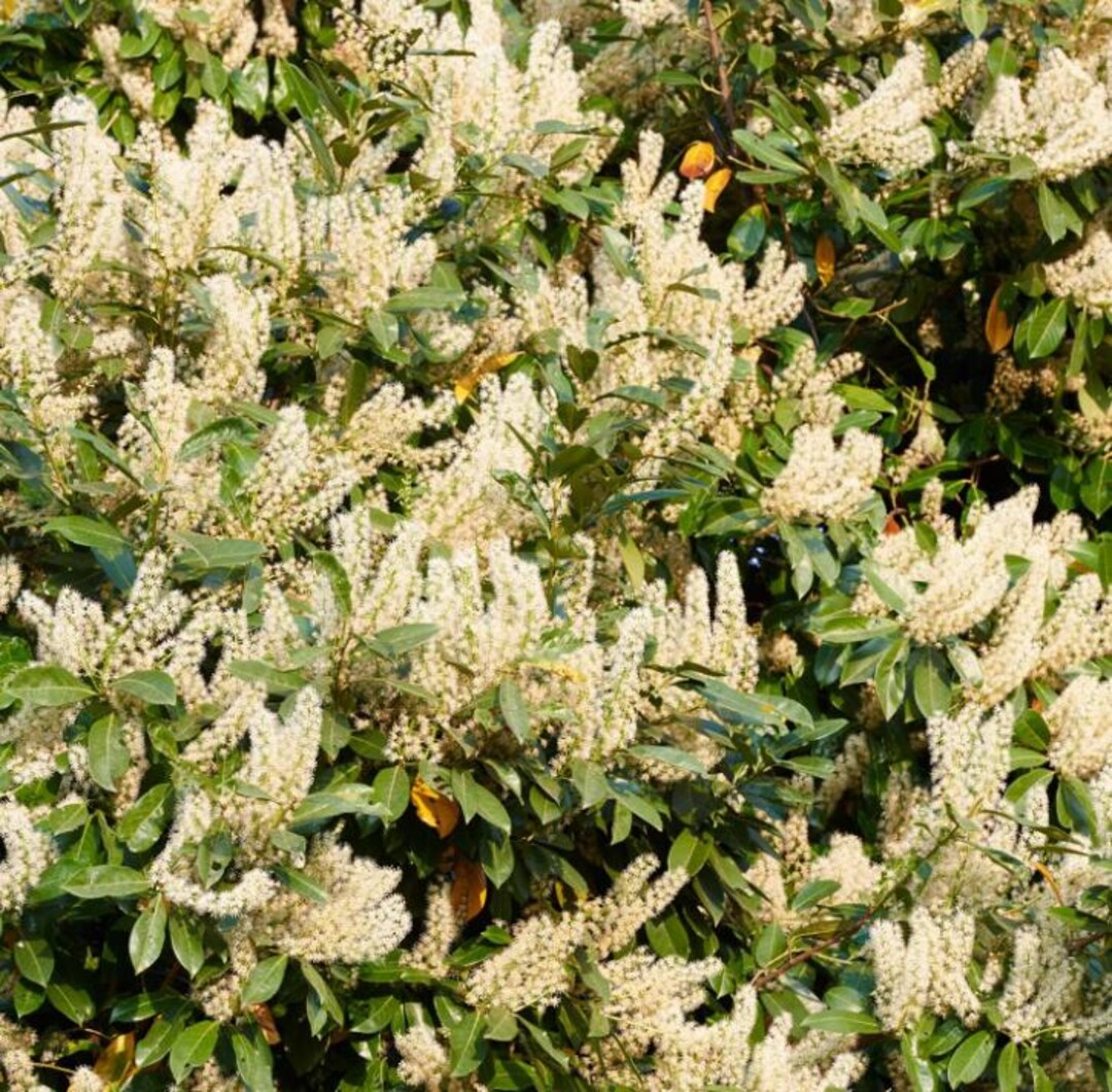 2 Cherry Laurel Trees Live Plants for Planting, 6-12" Dormant Bush ...