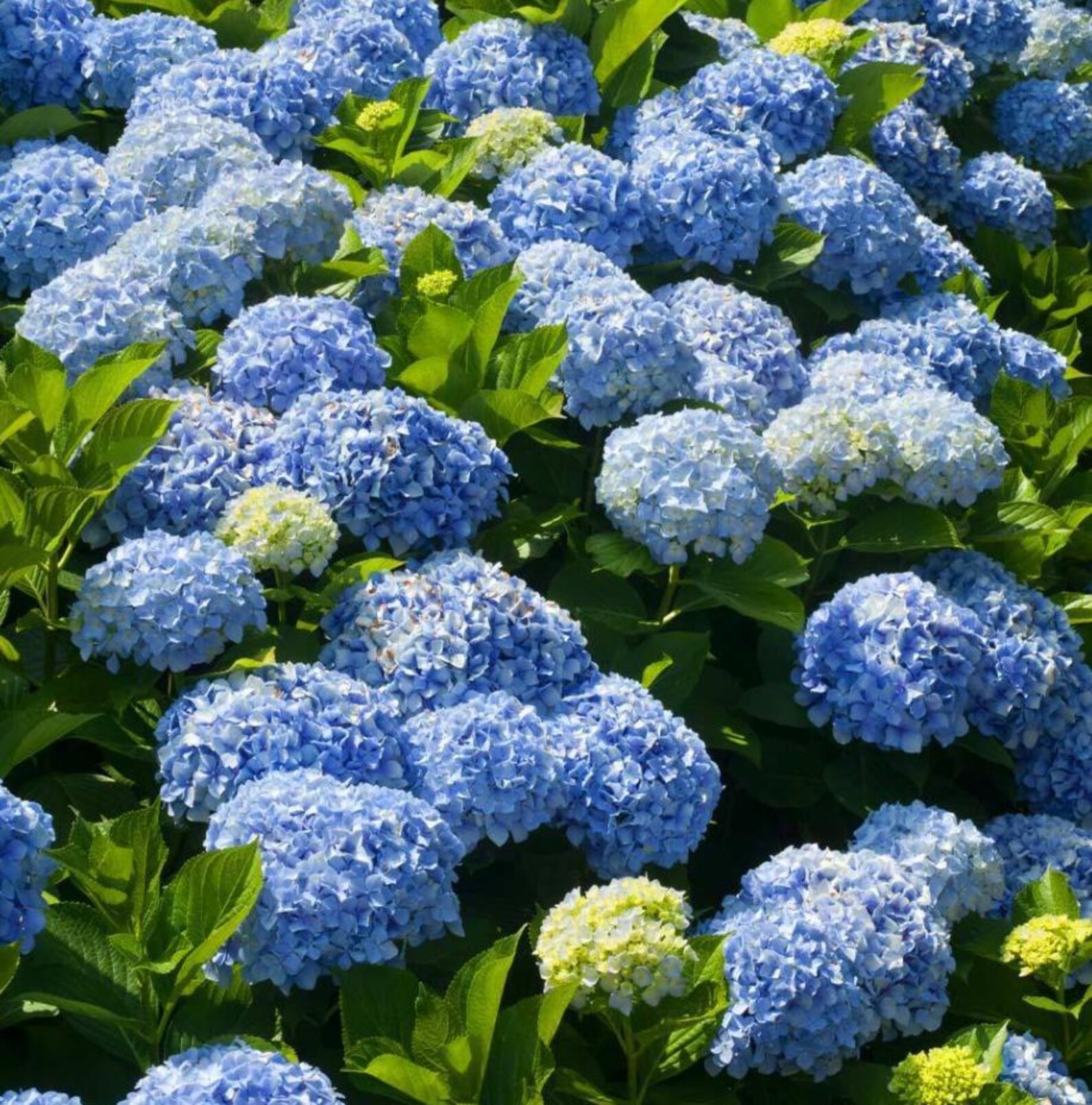 Nikko Blue Hydrangea Rooted Cutting Set, 8-12" Tall, Dormant - Etsy