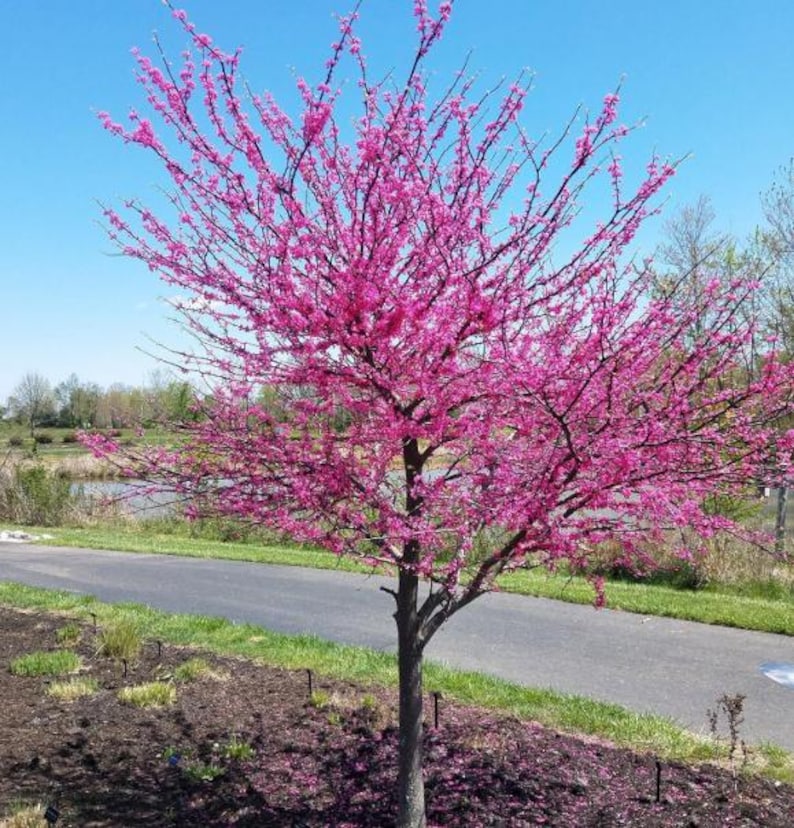 Set 5 Redbud Native Tree Seedling Bare Roots for Planting, 1 to 2 Ft ...