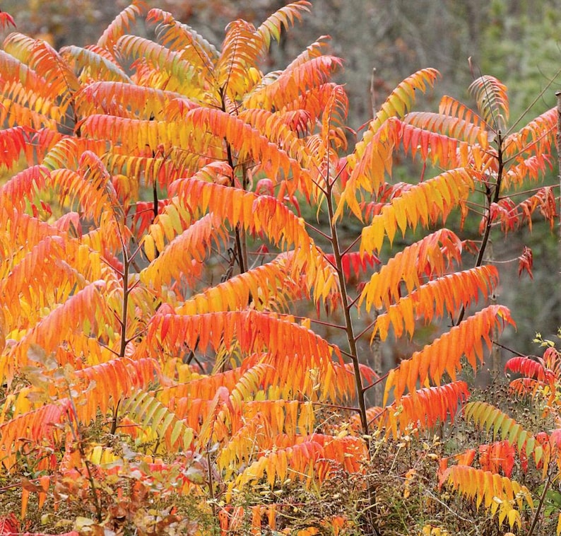 Set of 2 Smooth Sumac Bare Root Trees Live Plants Bare Roots Dormant ...