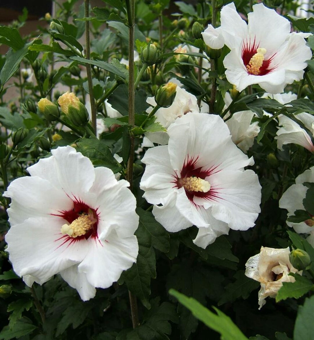 Set 2 Red Althea Plant Live Bare Roots Dormant 12-18" Tall, Red Flower ...
