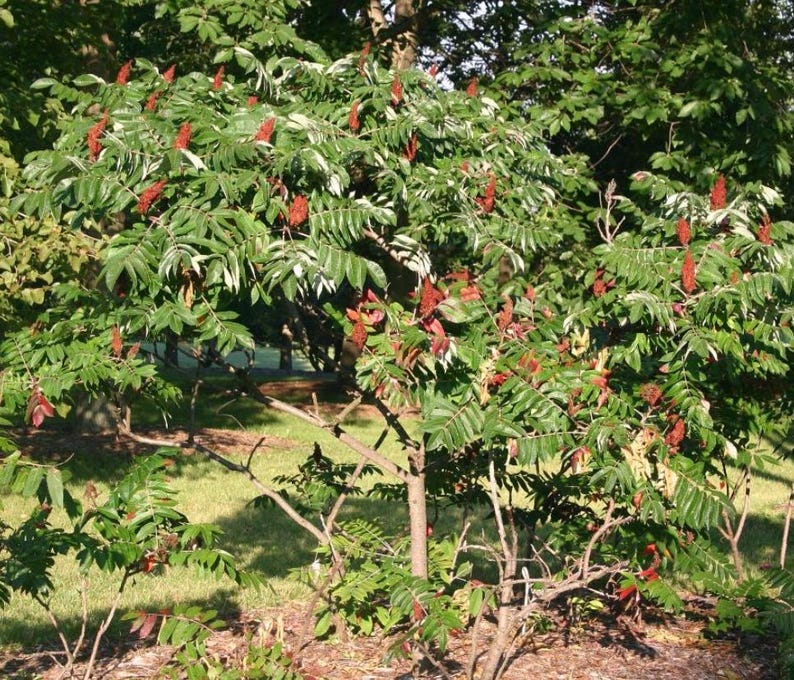 Set of 2 Smooth Sumac Bare Root Trees Live Plants Bare Roots Dormant ...