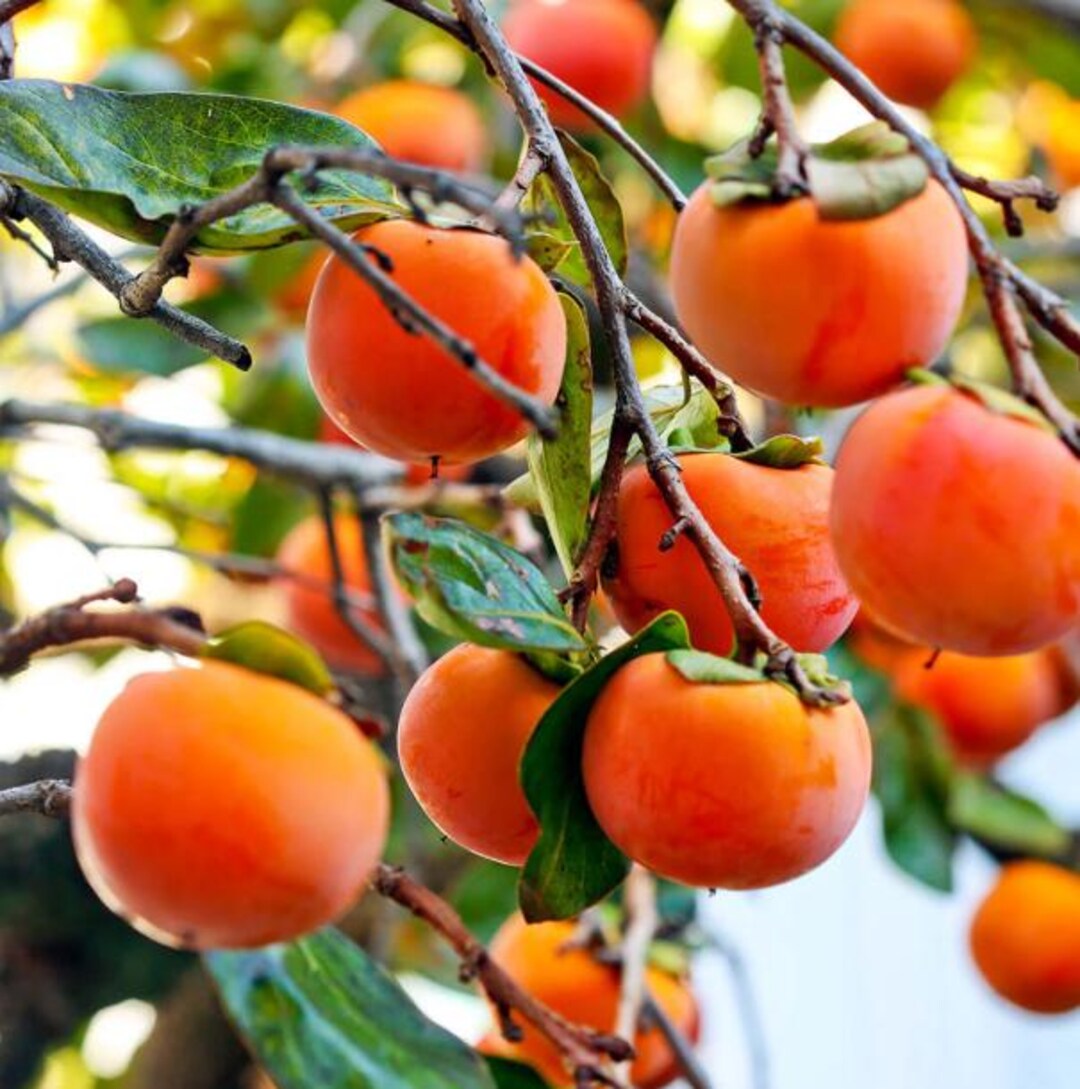 Set 2 American Persimmon Tree Seedling Bare Roots and No Leaves for ...