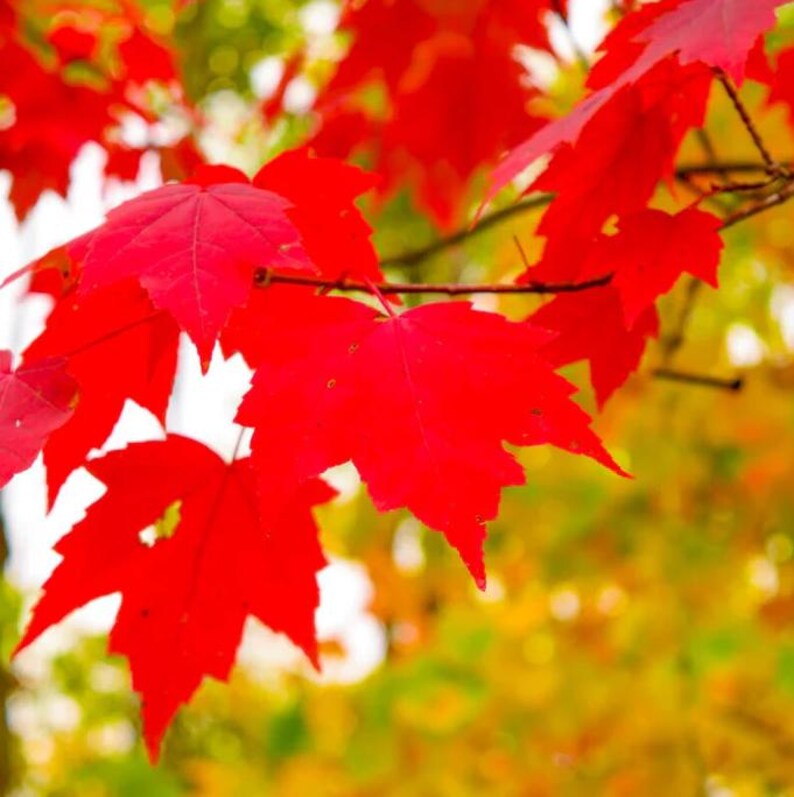 Set 2 Red Maple Tree Seedling Bare Roots and No Leaves for Planting 12 ...