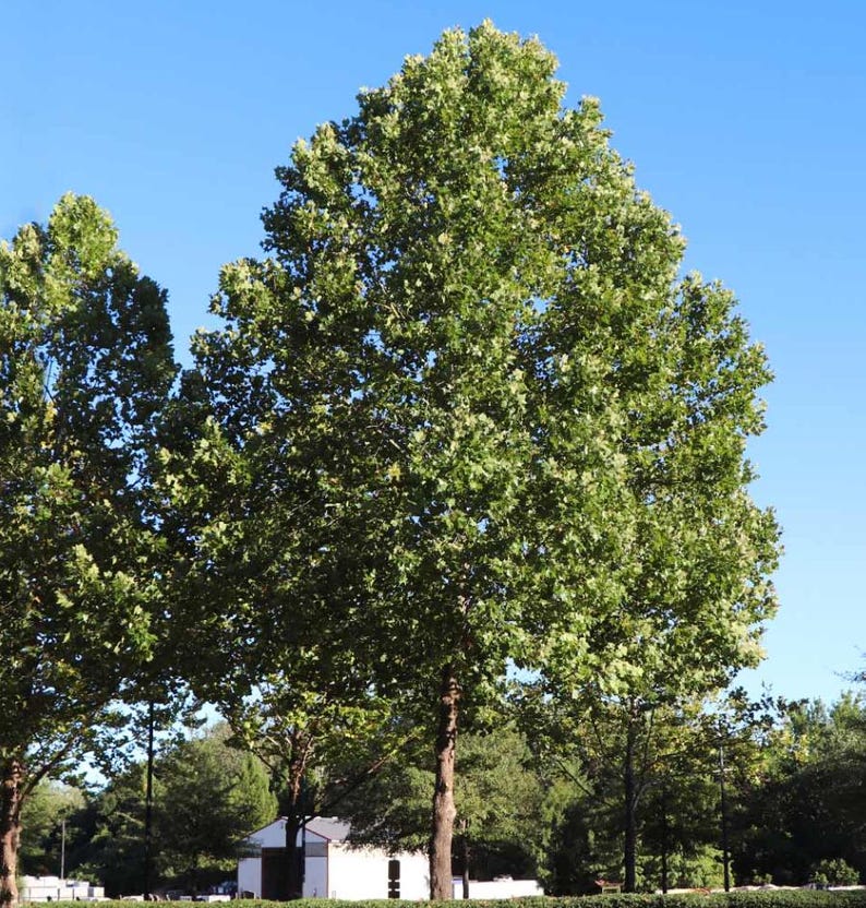 American Sycamore Tree Plant Live, 6 to 12 Inc Tall, Quart Pot ...