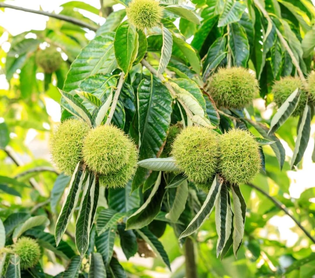 2 Chinese Chestnut Trees Live Plants Bare Roots Dormant, Castanea ...