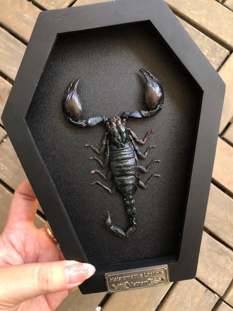 Real Scorpion in Coffin Frame Taxidermy Heterometrus Laoticus Specimen ...