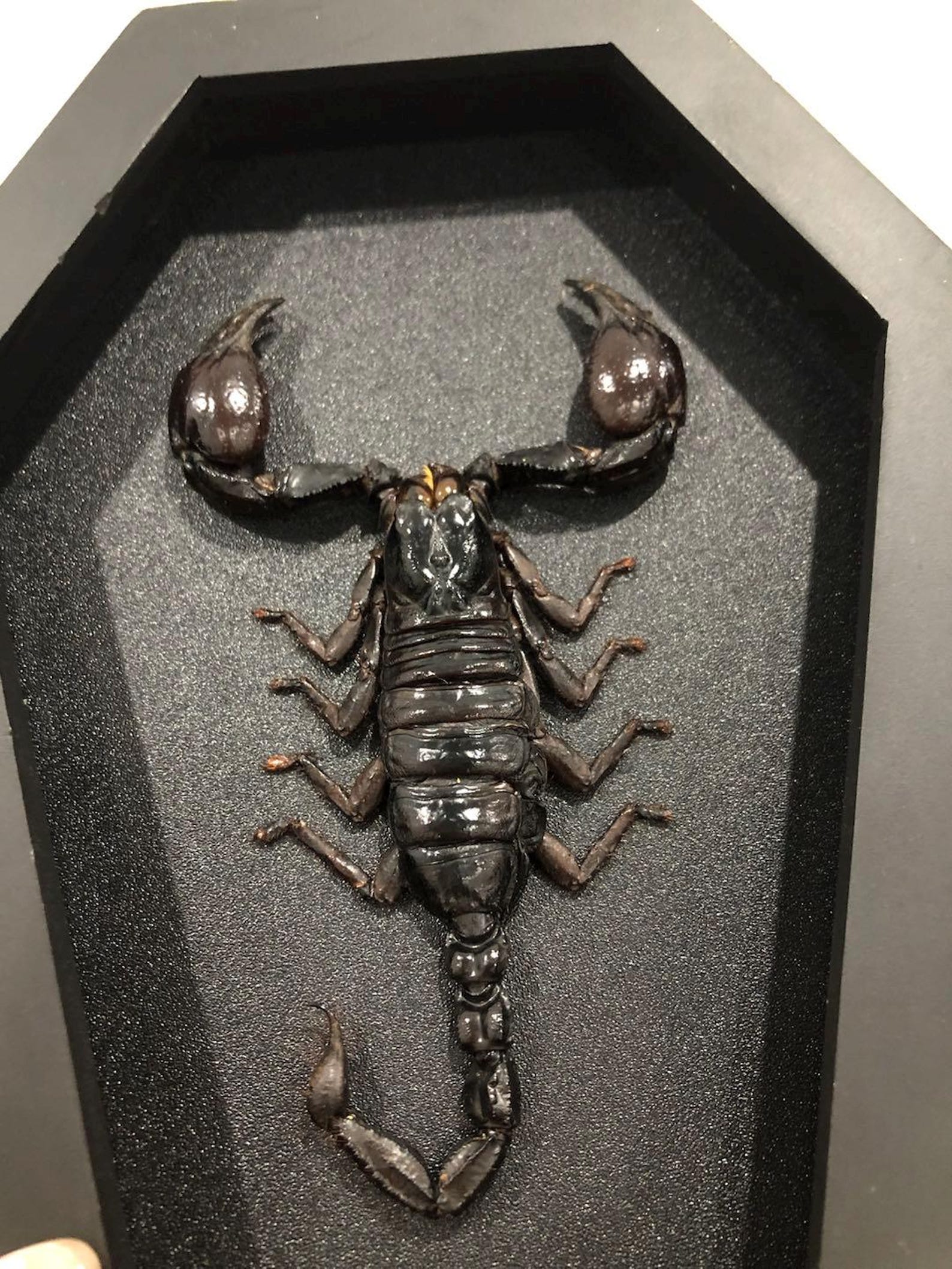 Real Scorpion in Coffin Frame Taxidermy Heterometrus Laoticus Specimen ...