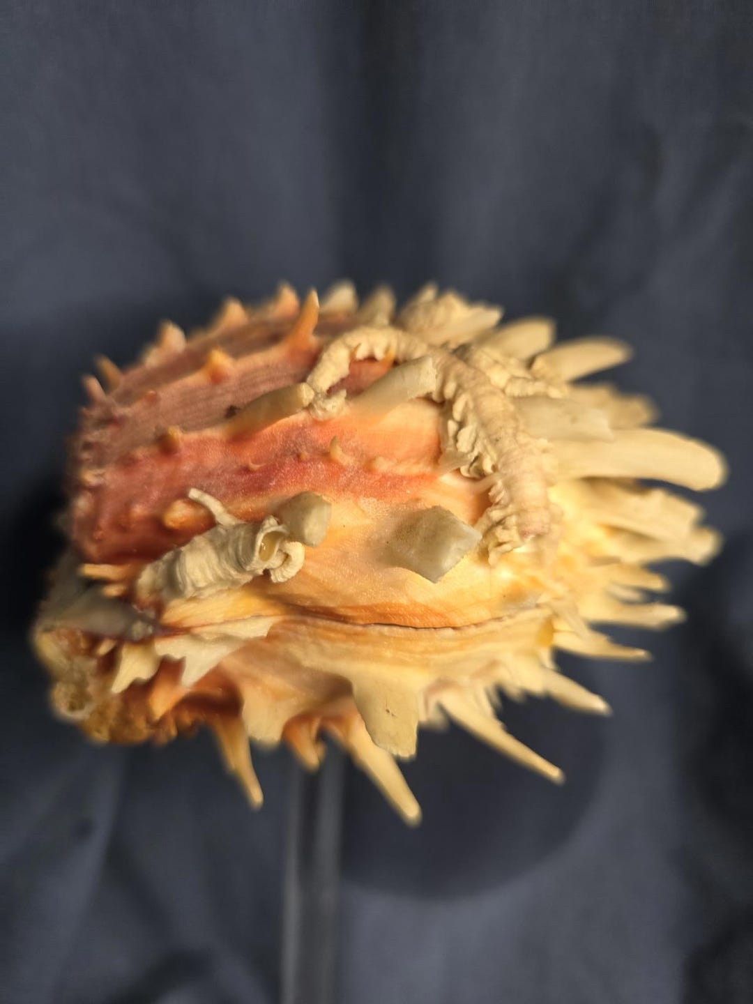 Natural White Pink Spiny Oyster Seashell Spondylus Barbatus W/ Acrylic ...