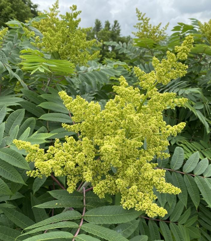 2 Smooth Sumac Trees Live Plants Bare Roots, Dormant 6-12 Inch Tall ...
