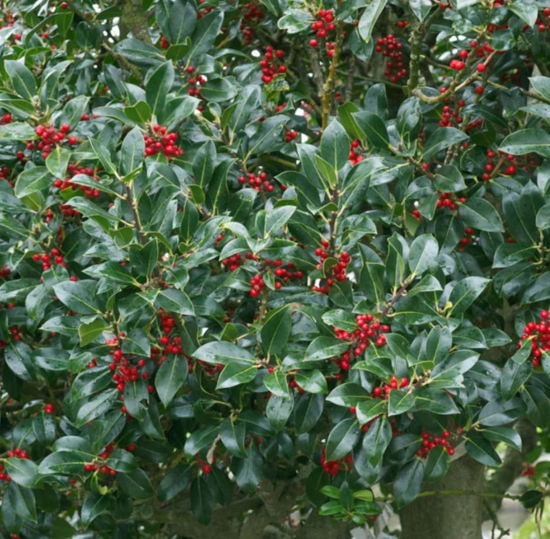 Set 2 Needlepoint Holly Plants, Ilex Cornuta Needlepoint Plants 4 to 6 ...
