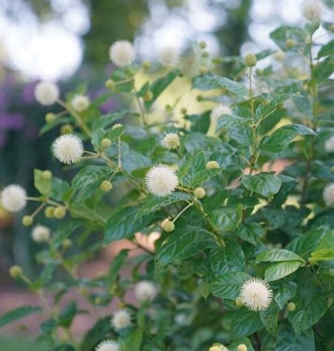 5 Bare Roots Button Bush Tree Seedling for Planting, 1-2ft Tall No ...