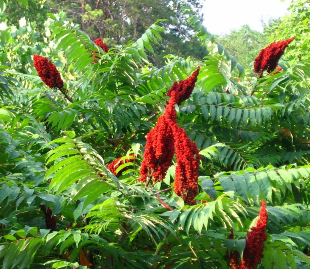 2 Smooth Sumac Trees Live Plants Bare Roots, Dormant 6-12 Inch Tall ...
