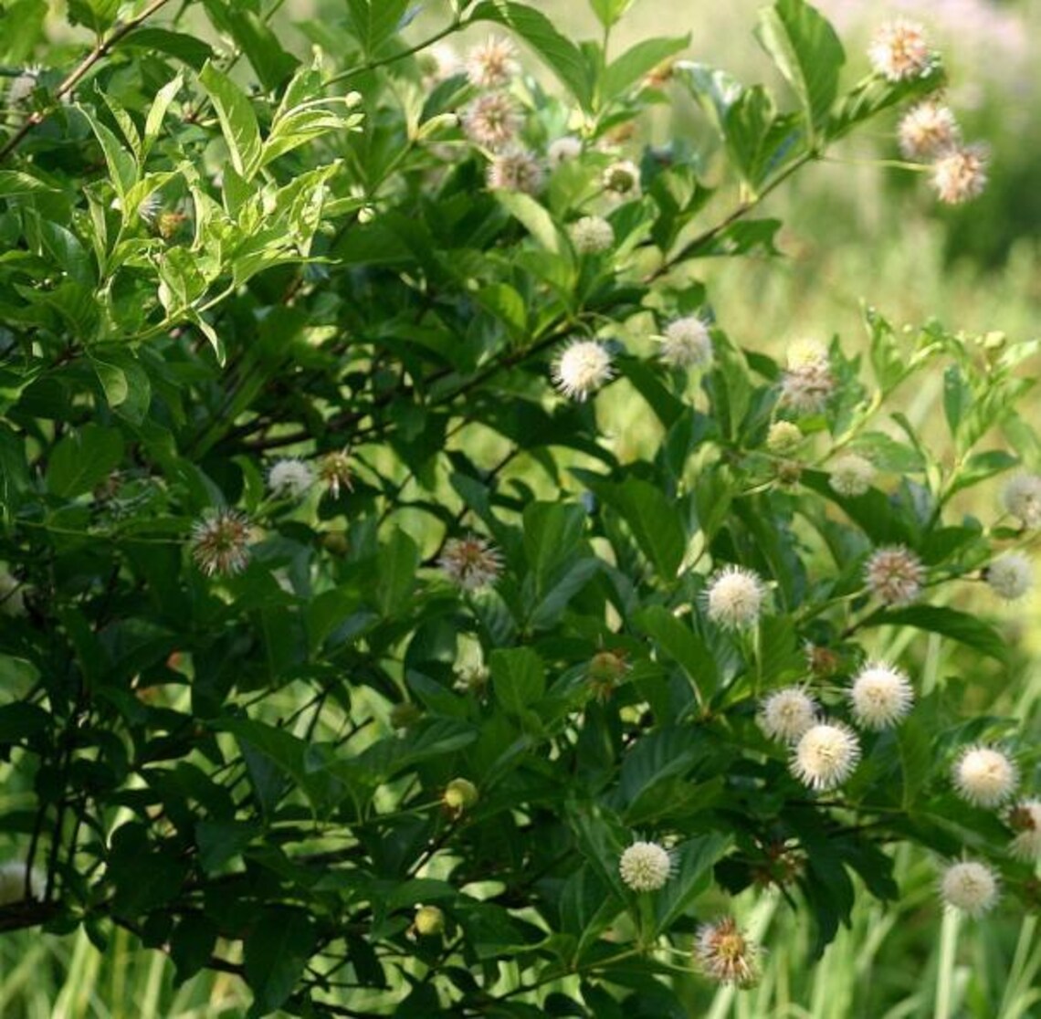 5 Bare Roots Button Bush Tree Seedling for Planting, 1-2ft Tall No ...